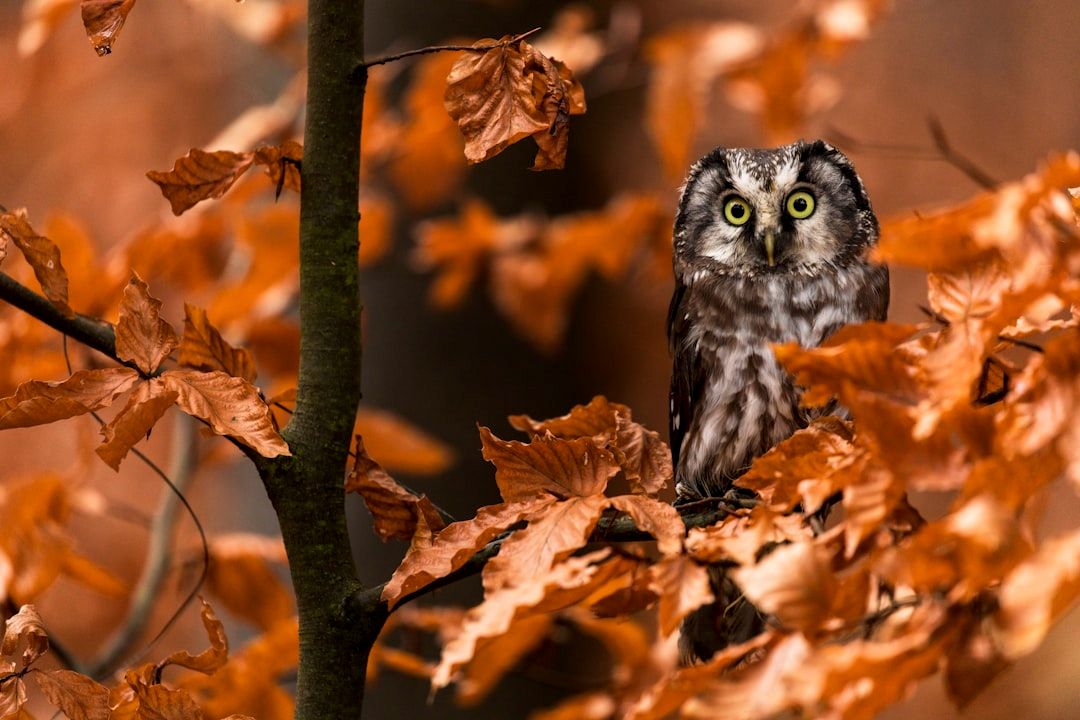 Why Every Night Owl Needs Little Insomniac: An Essential Guide
